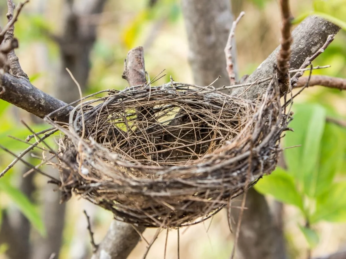 What’s In Your Nest Egg? — Holy Wild Ministries