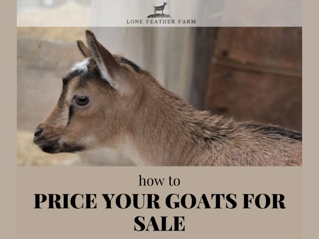How to Price Your Goats For Sale — Lone Feather Farm