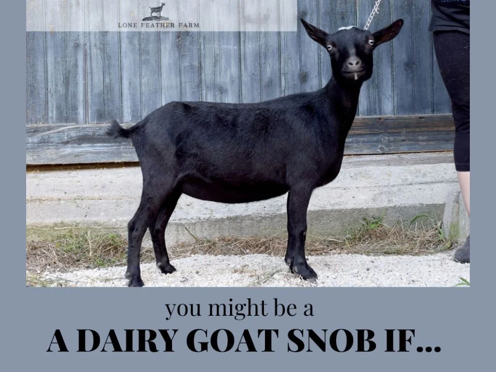 You Might be a Dairy Goat Snob If..... — Lone Feather Farm