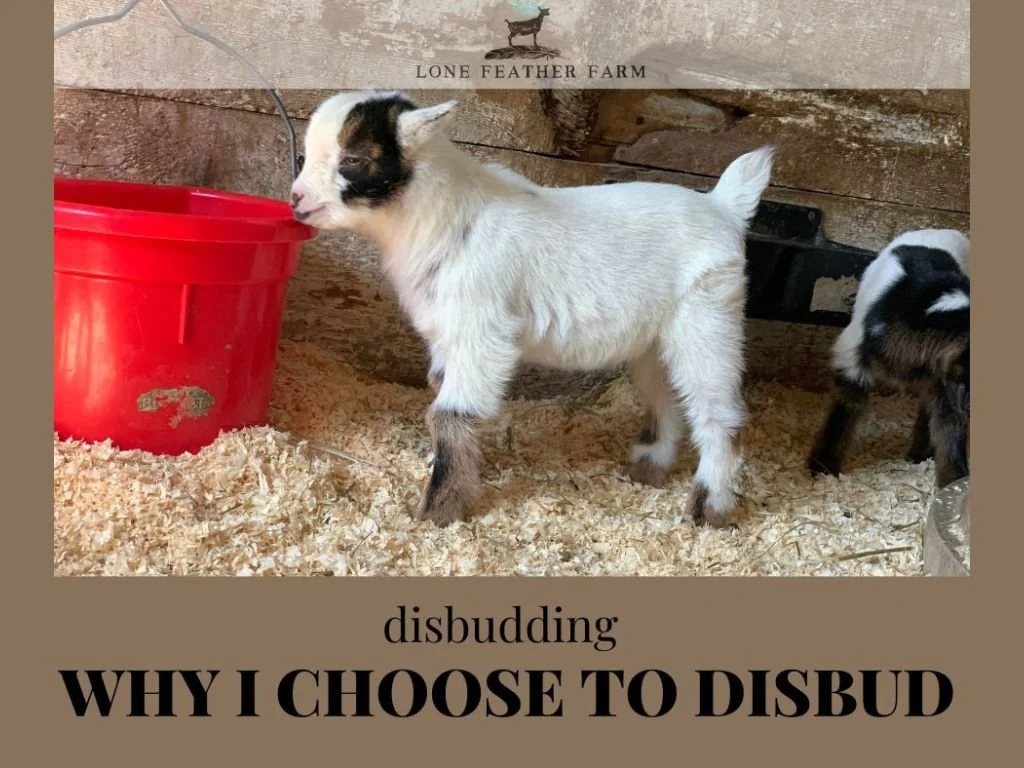 Disbudding - Why I Choose to Disbud — Lone Feather Farm