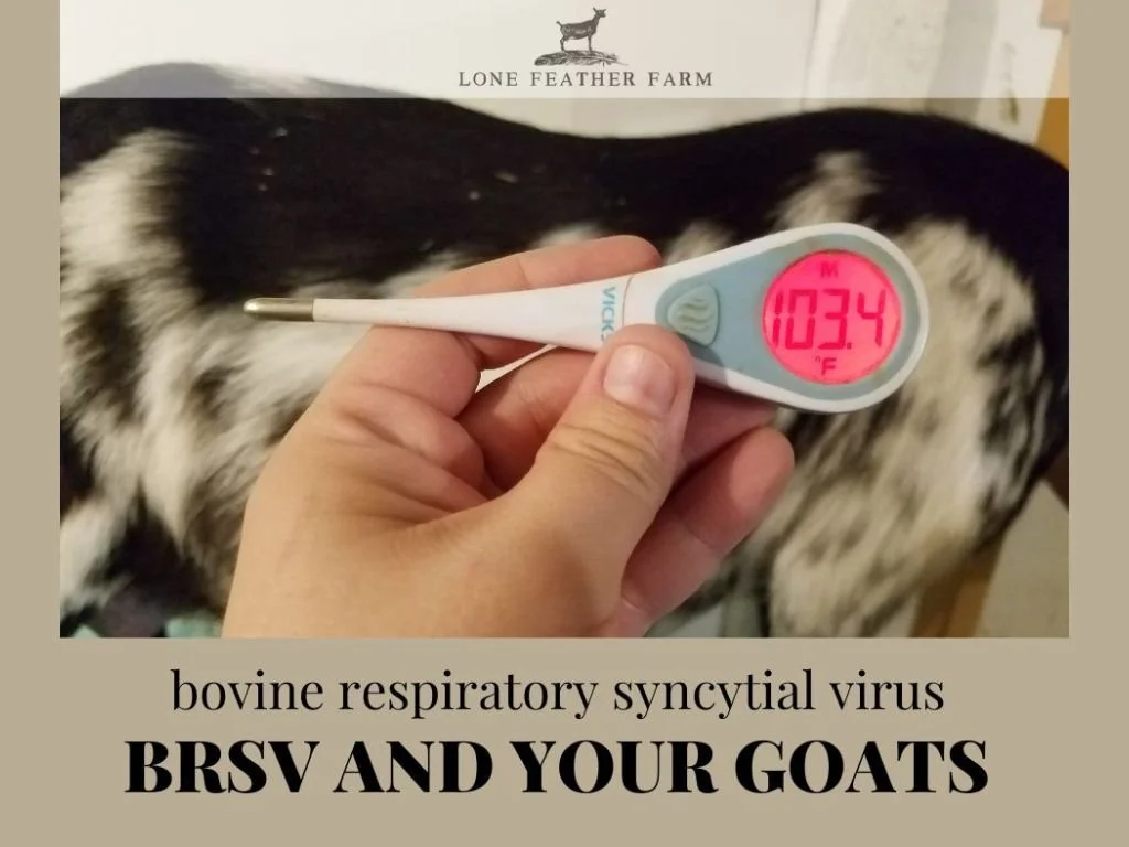 BRSV in Goats - What You Need to Know — Lone Feather Farm