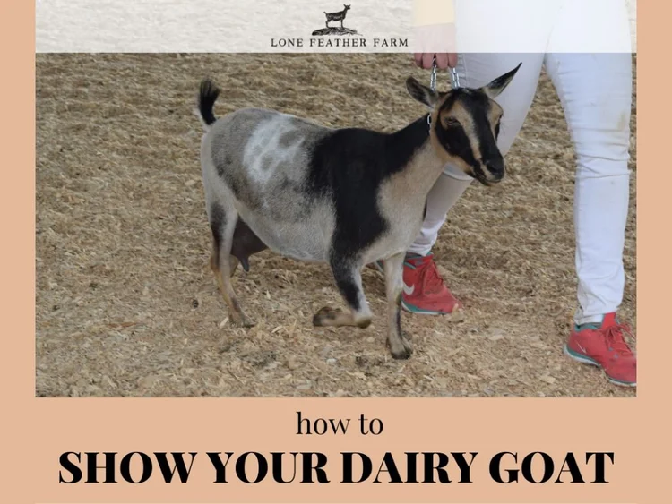 How to Show your Dairy Goat — Lone Feather Farm