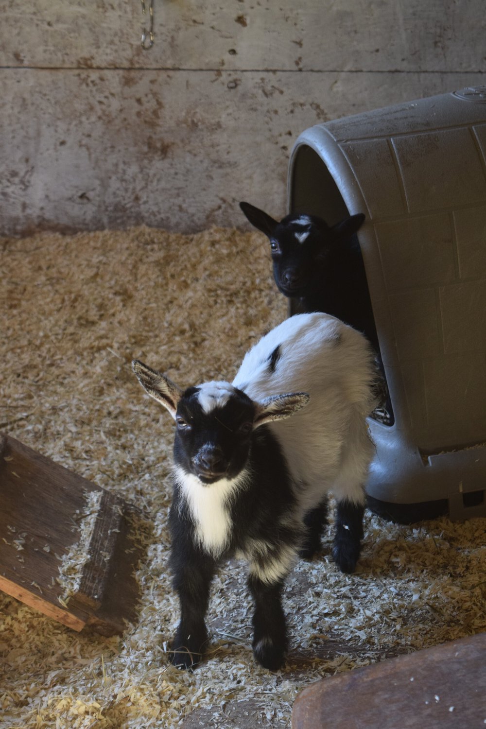 Goats in Cold Weather — Lone Feather Farm
