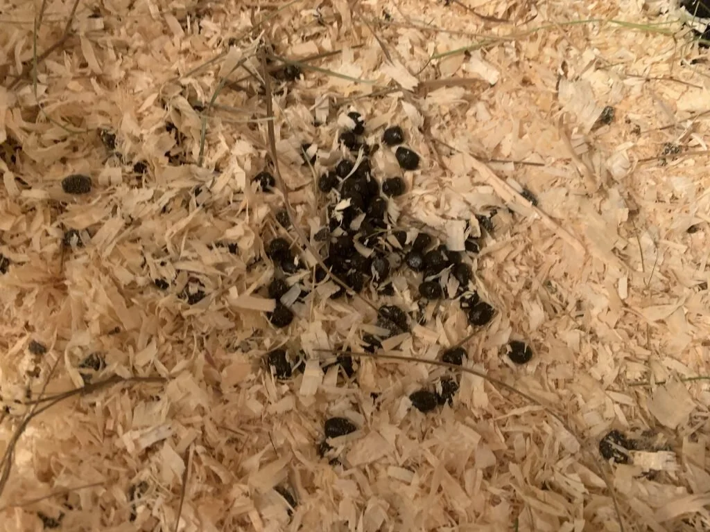 Goat Poop Chart | The Scoop On Poop — Lone Feather Farm