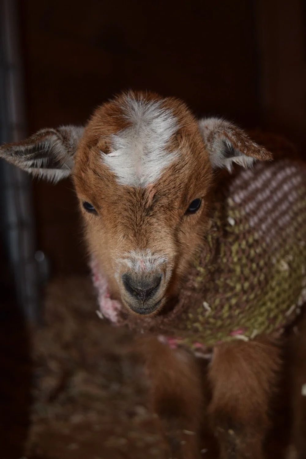 Goats in Cold Weather — Lone Feather Farm