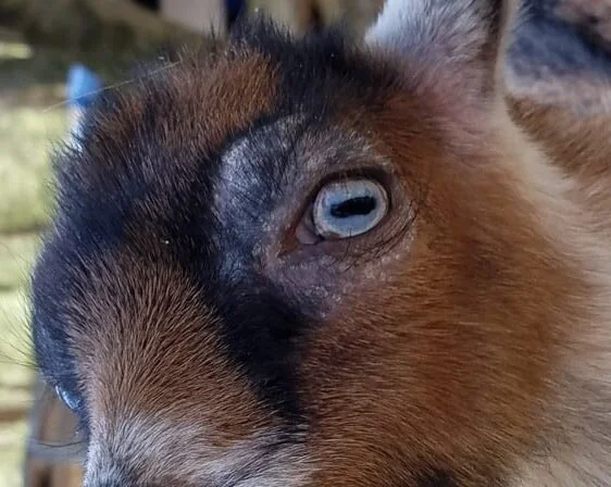 Zinc Deficiency in Goats — Lone Feather Farm