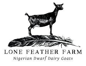 How to Breed Goats | Before, During and After — Lone Feather Farm