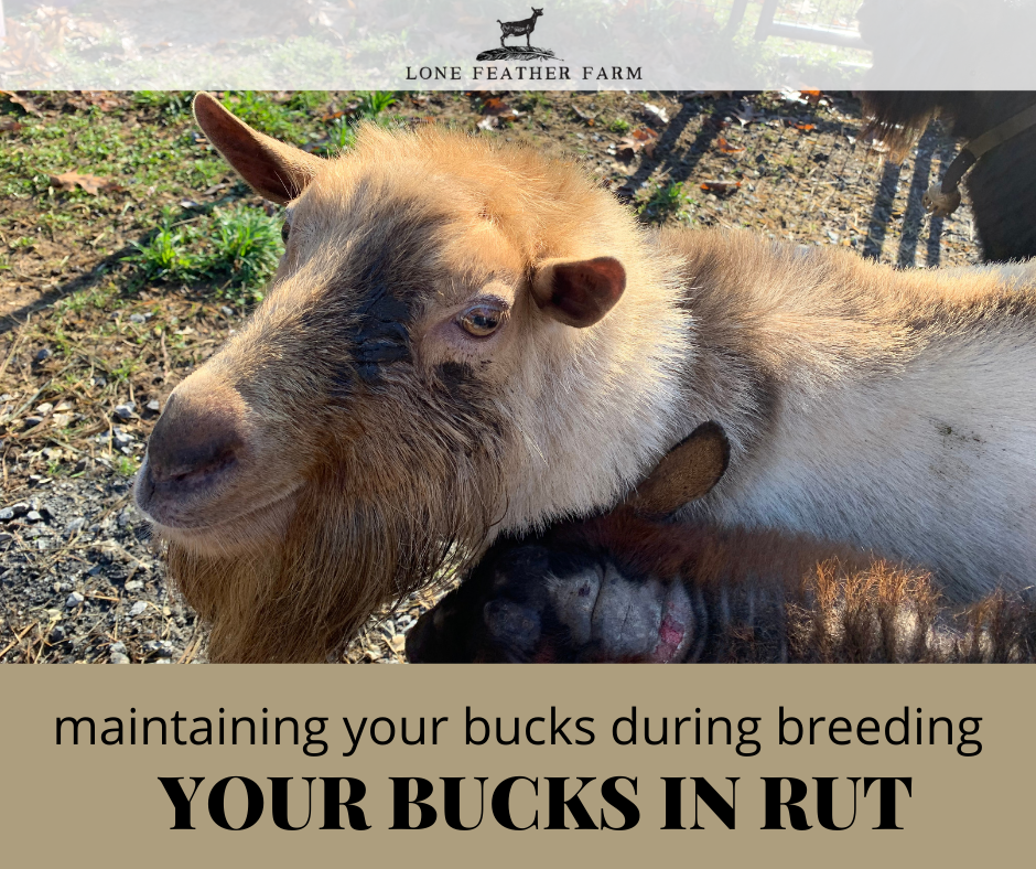 Goat Blog — Lone Feather Farm