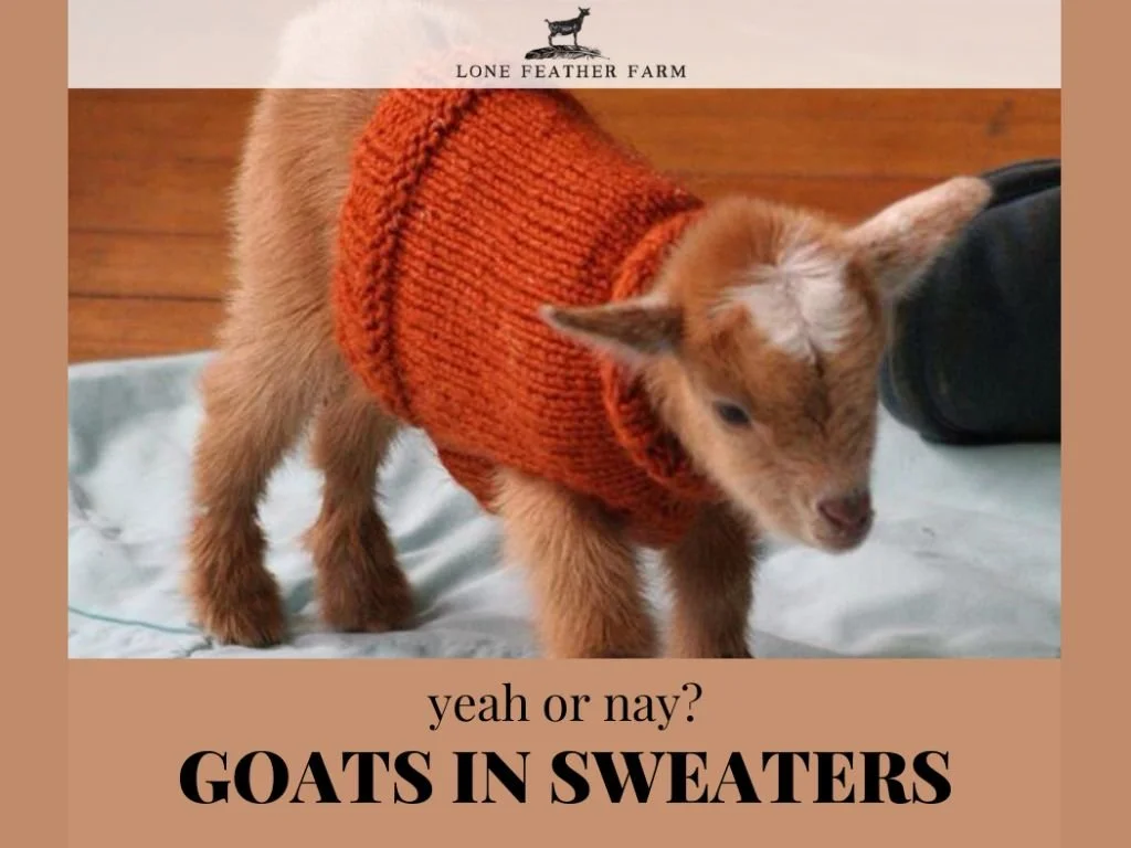 Goat Blog — Lone Feather Farm