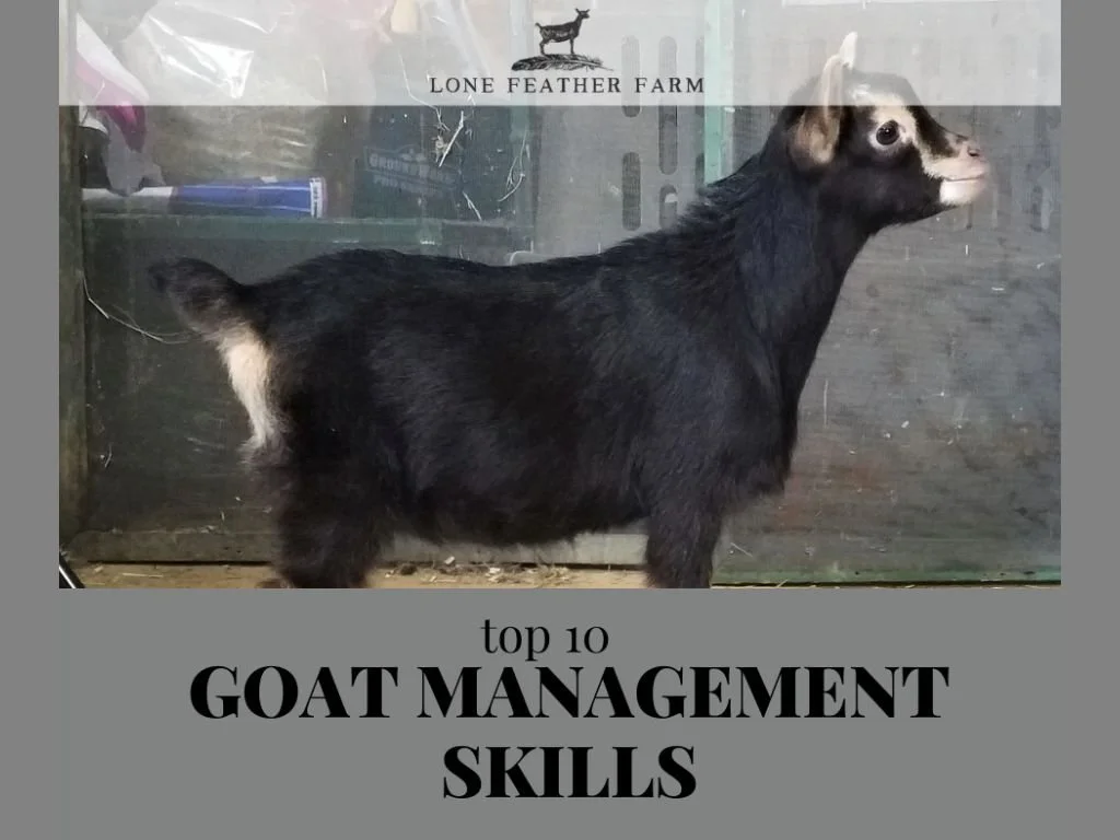 Goat Blog — Lone Feather Farm