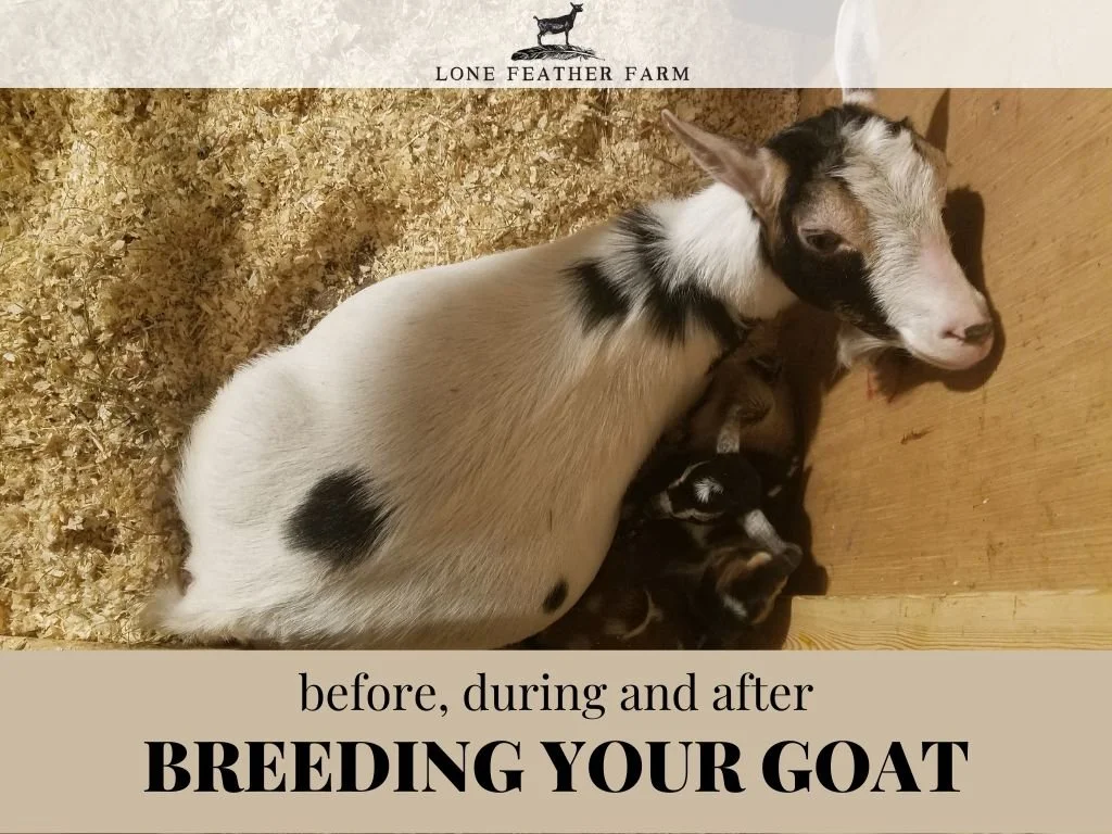 How to Breed Goats | Before, During and After — Lone Feather Farm
