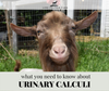 Urinary Calculi in Goats: What You Need to Know — Lone Feather Farm
