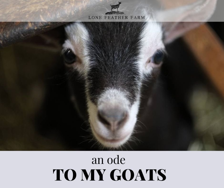 An Ode to My Goats — Lone Feather Farm