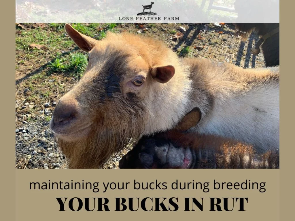 Bucks In Rut — Lone Feather Farm