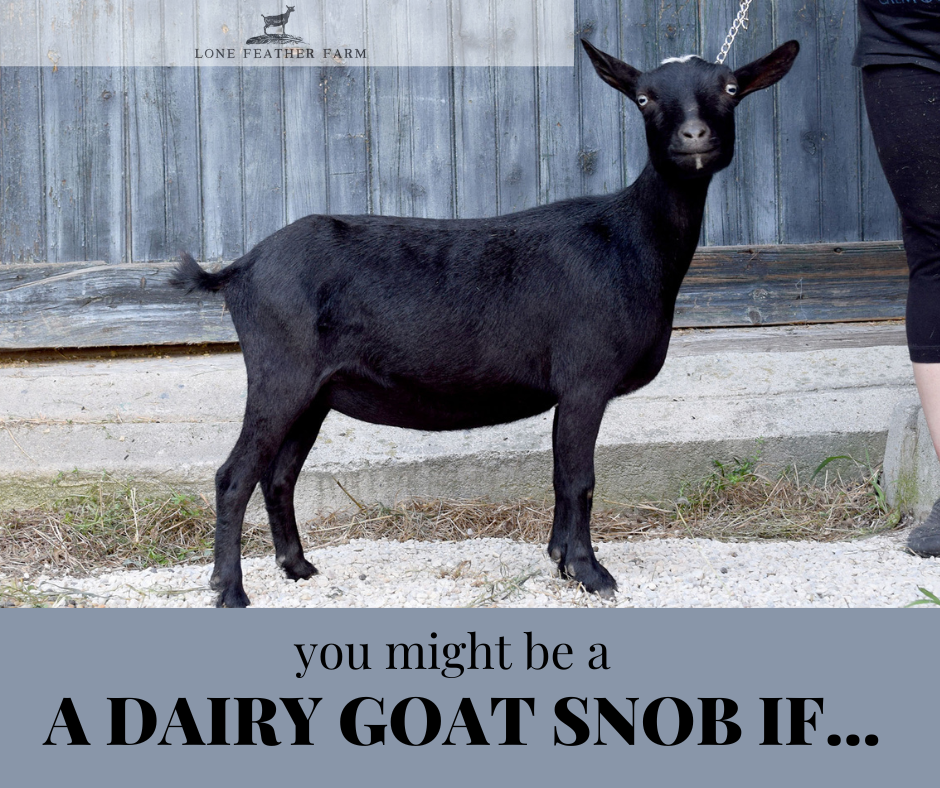 You Might Be A Dairy Goat Snob If Lone Feather Farm you-might-be-a-dairy-goat-snob-if-lone-feather-farm