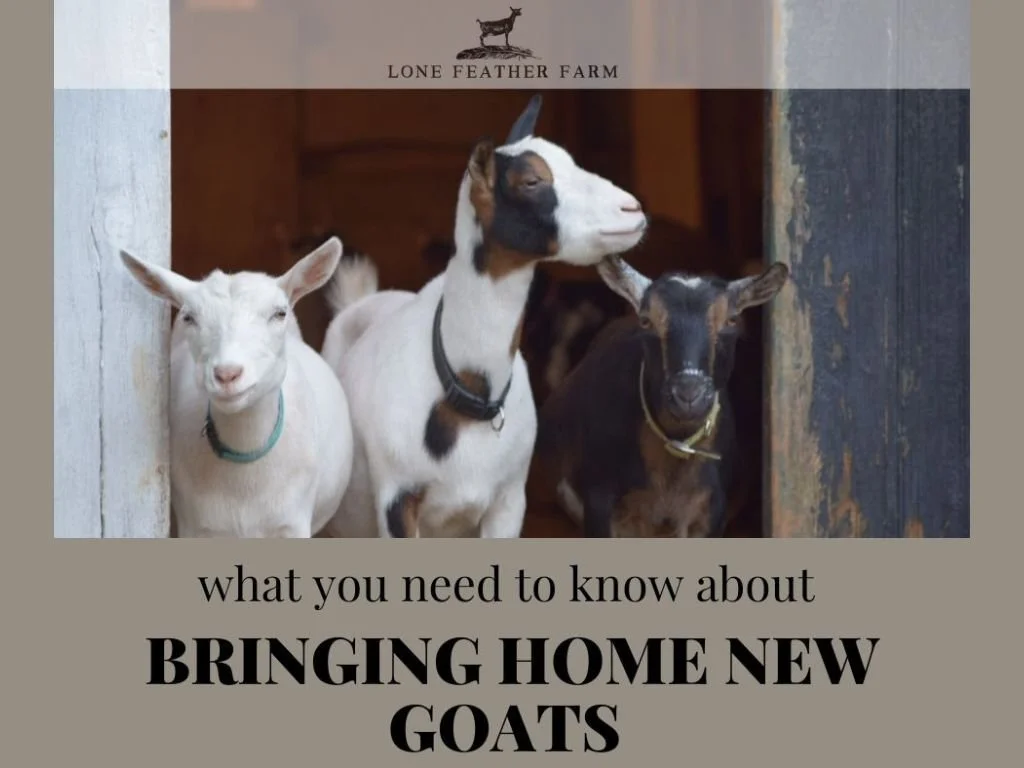 Bringing Home New Goats — Lone Feather Farm