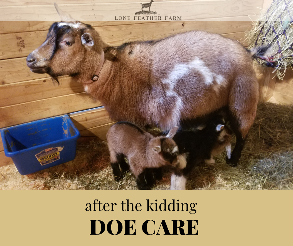 After the Kidding - Doe Care — Lone Feather Farm