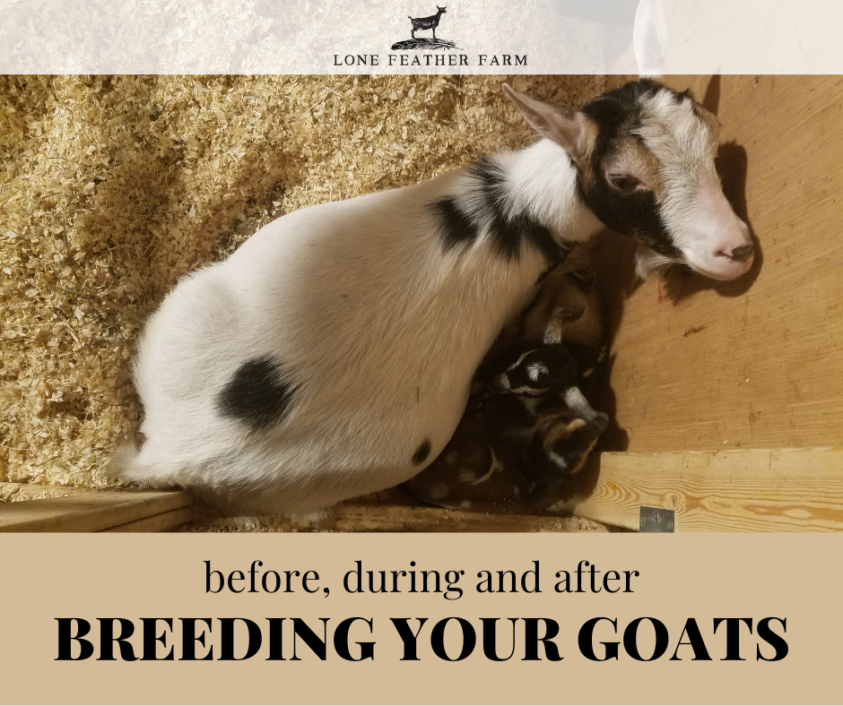 How to Breed Goats | Before, During and After — Lone Feather Farm