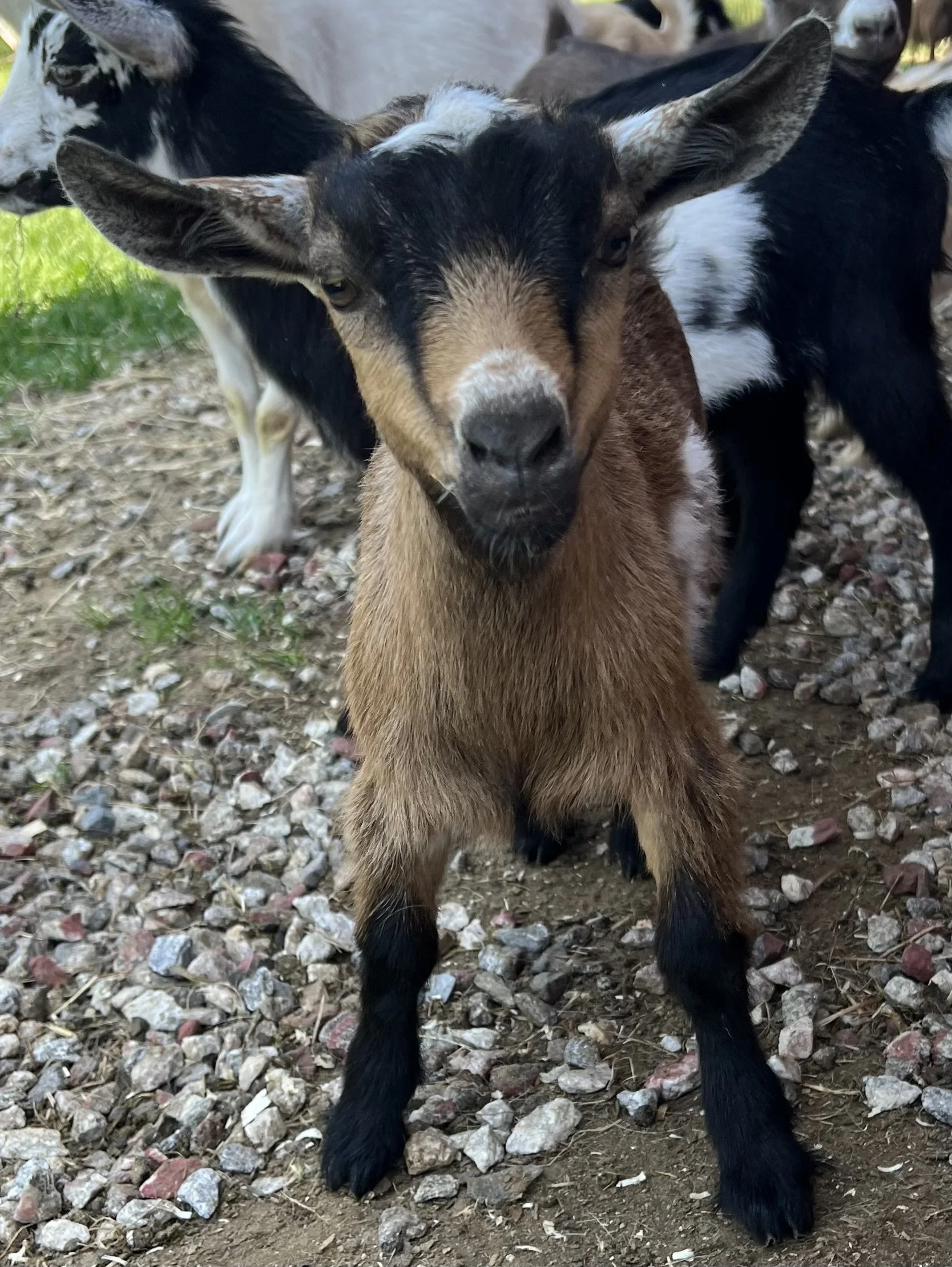 Goats For Sale — Lone Feather Farm