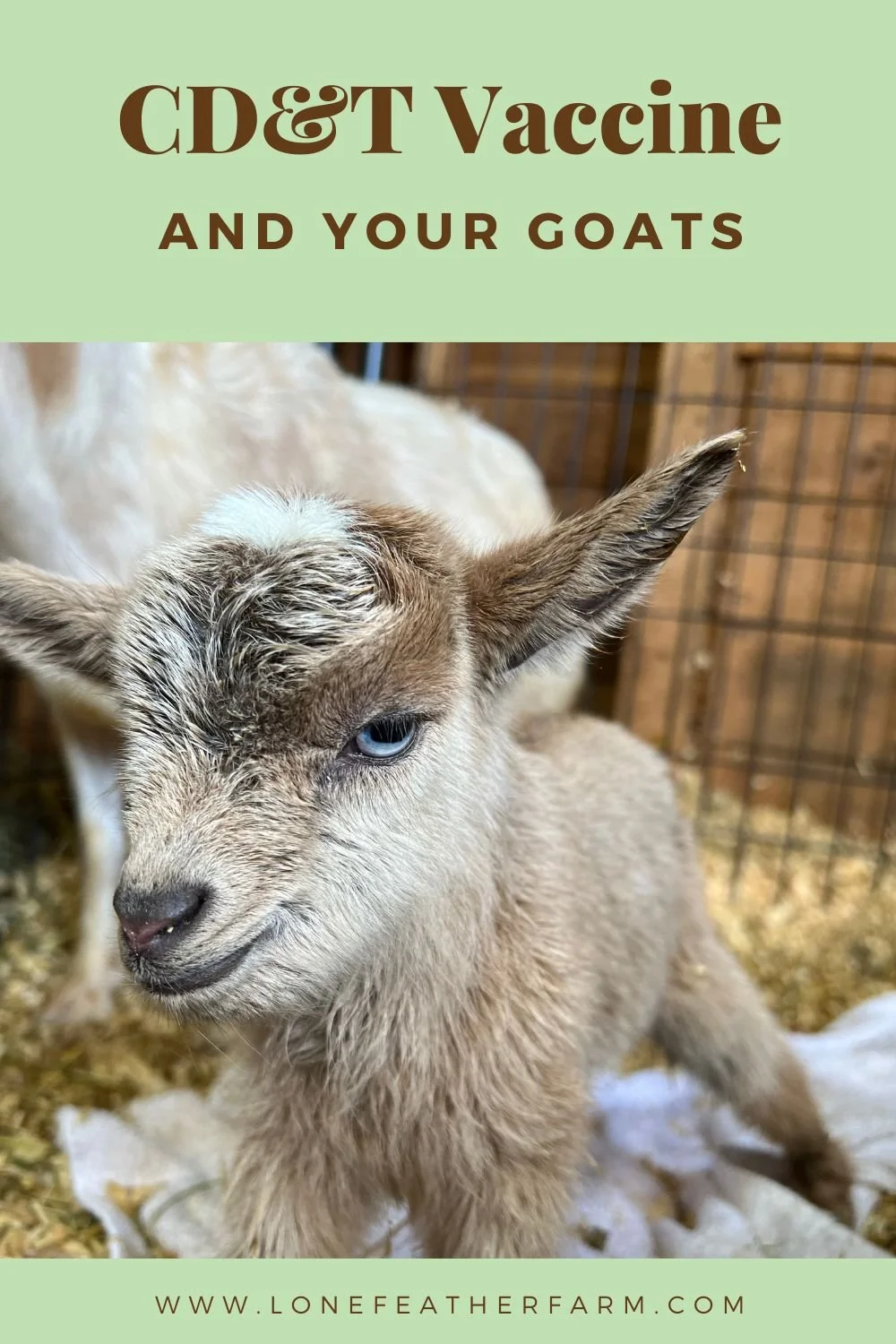 To Vaccinate or Not: Decoding the CD&T Vaccine for Goats — Lone Feather ...