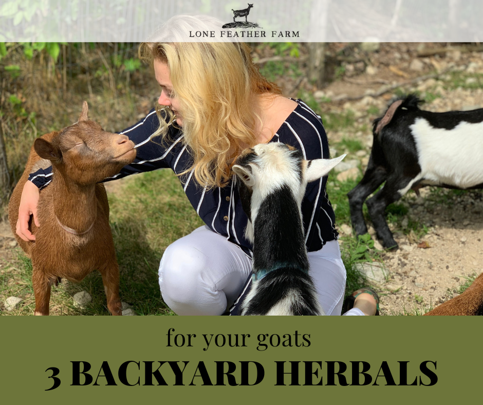 3 Backyard Herbals for Goats — Lone Feather Farm