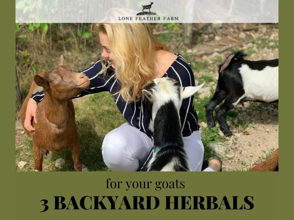 3 Backyard Herbals for Goats — Lone Feather Farm