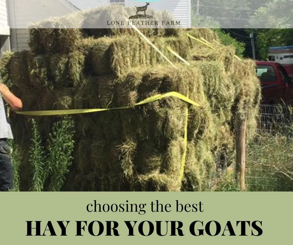 Hay for Goats - Selecting Good Quality Hay — Lone Feather Farm