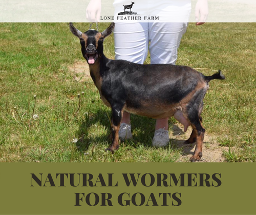 Natural Goat Wormers — Lone Feather Farm