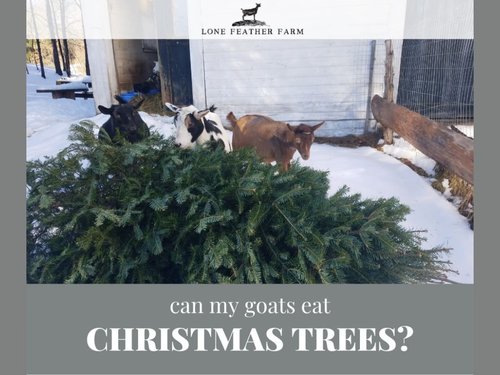 Can Goats Eat Christmas Trees? — Lone Feather Farm