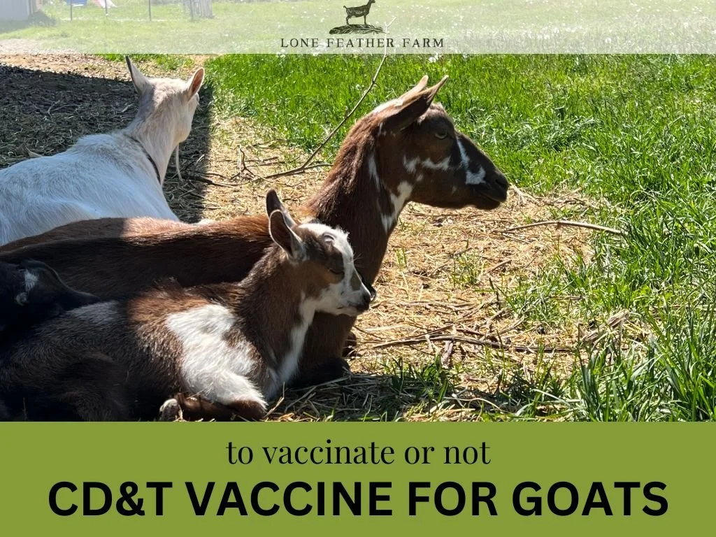 To Vaccinate or Not: Decoding the CD&T Vaccine for Goats — Lone Feather ...