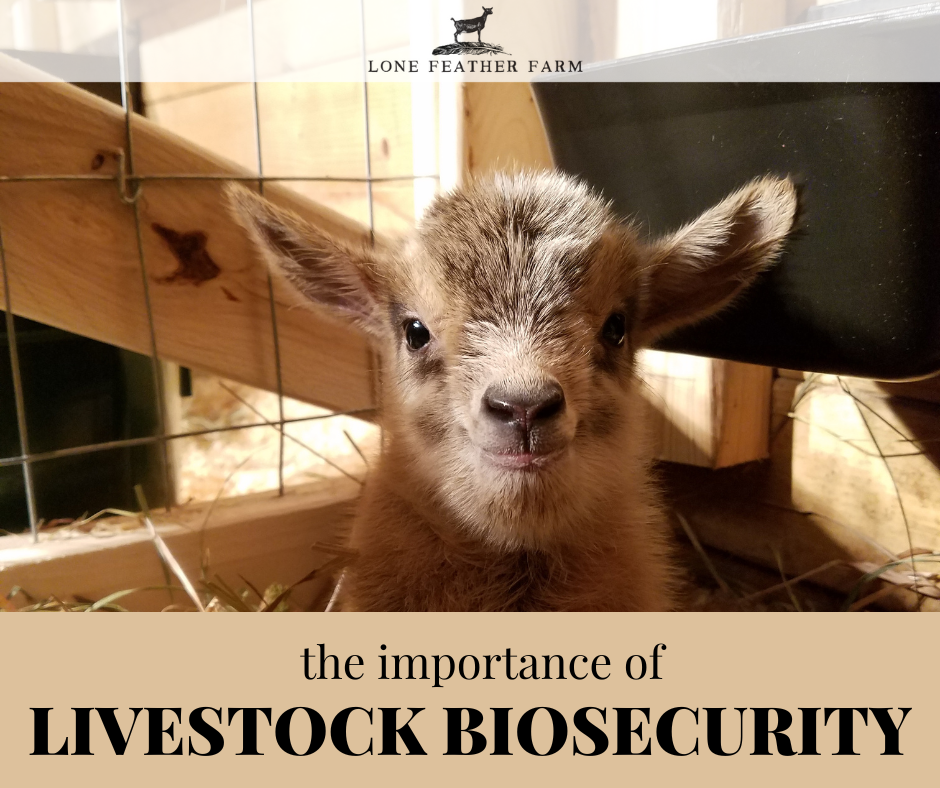 Livestock Biosecurity - Why it Matters — Lone Feather Farm