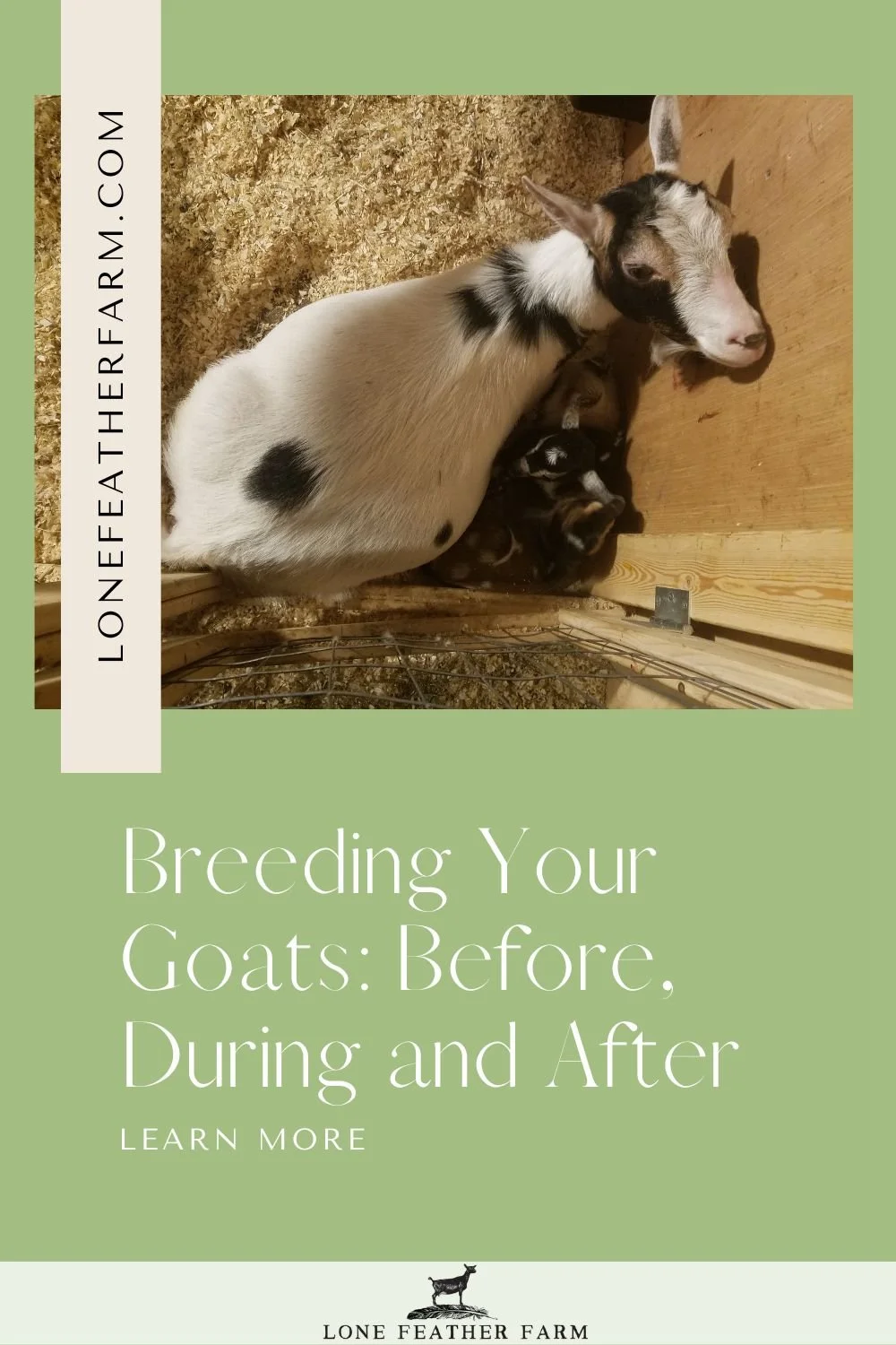 How to Breed Goats | Before, During and After — Lone Feather Farm