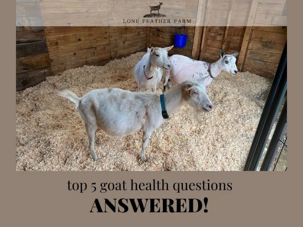 Top 5 Goat Health Questions - Answered! — Lone Feather Farm
