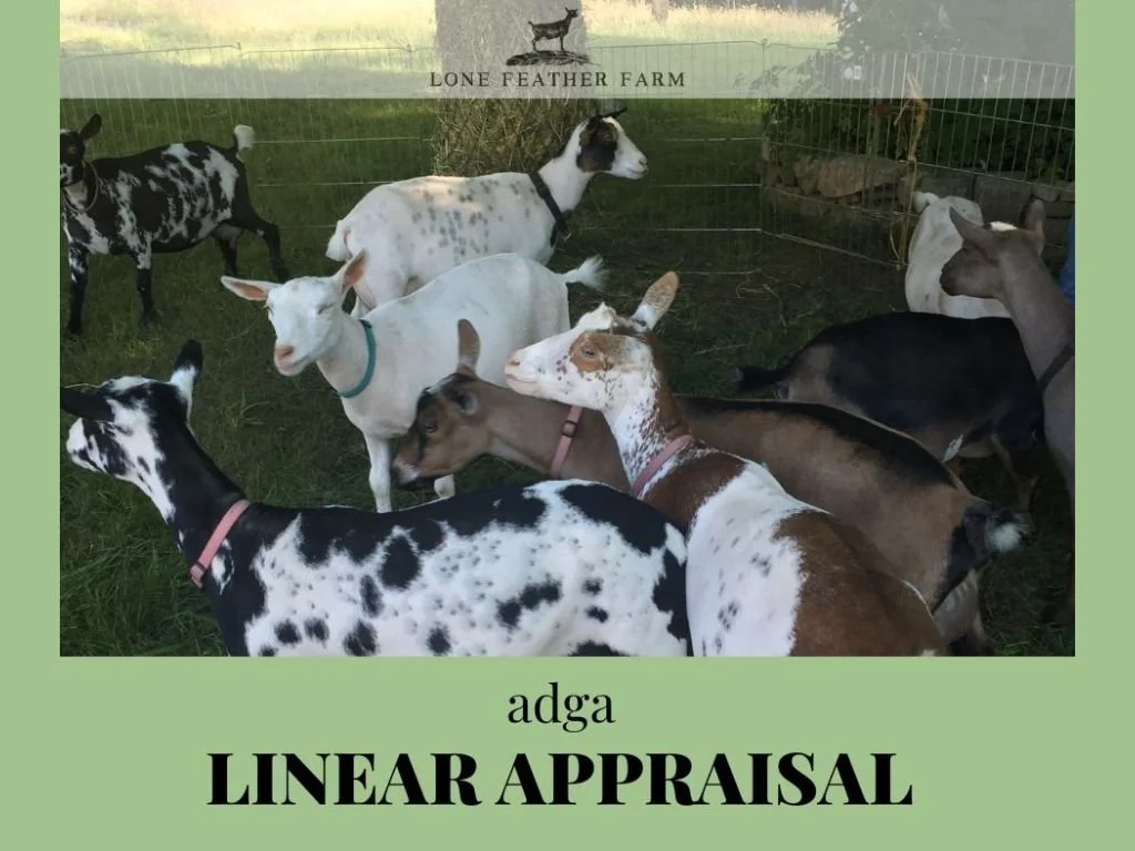 ADGA Linear Appraisal — Lone Feather Farm