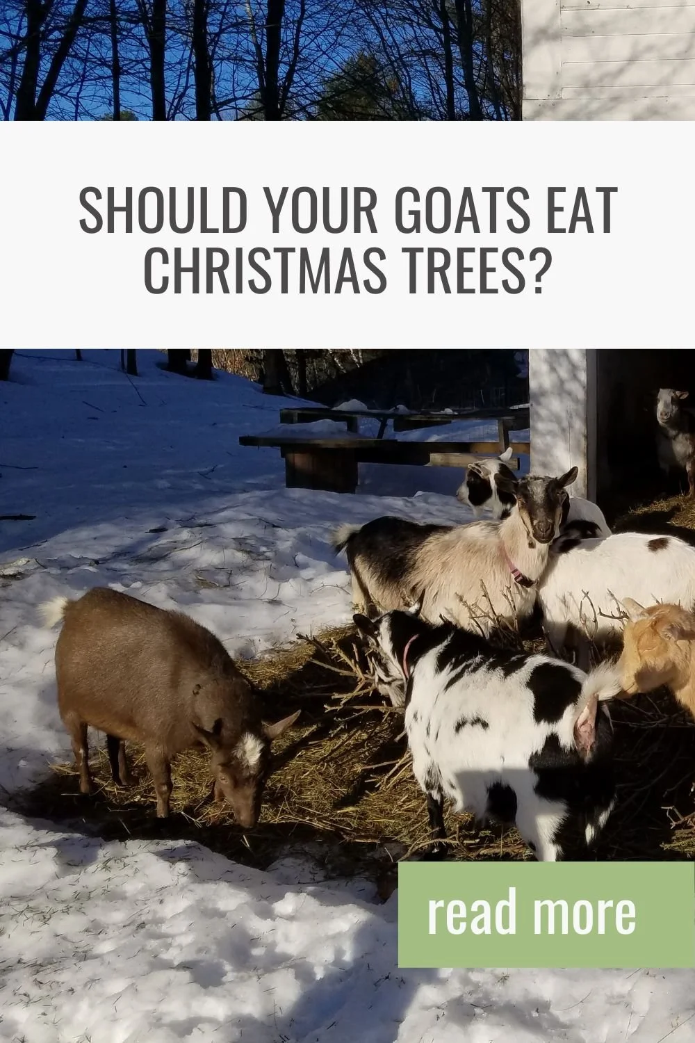 Can Goats Eat Christmas Trees? — Lone Feather Farm