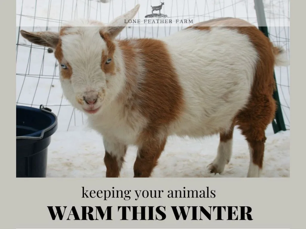 Keeping Your Animals Warm This Winter — Lone Feather Farm