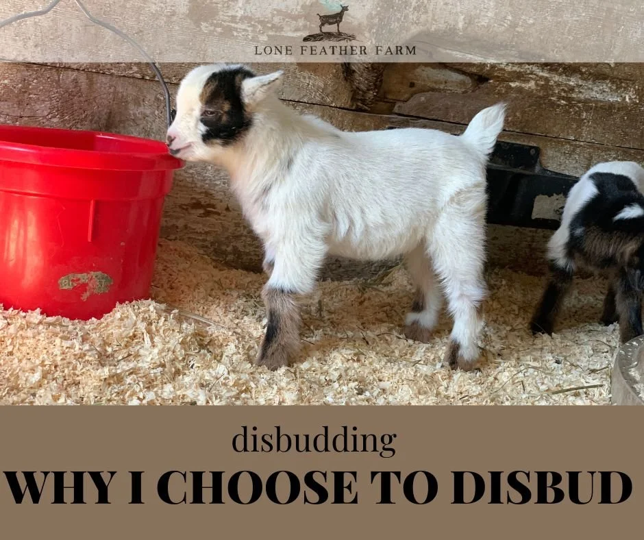 Disbudding - Why I Choose to Disbud — Lone Feather Farm
