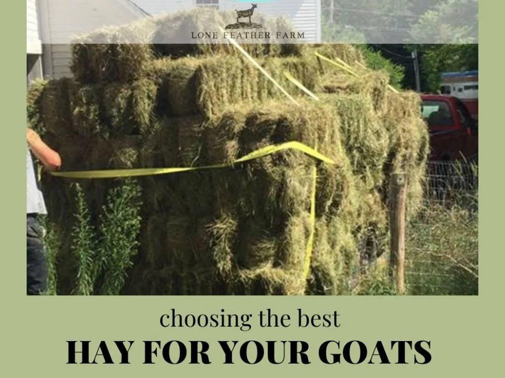 Hay for Goats - Selecting Good Quality Hay — Lone Feather Farm