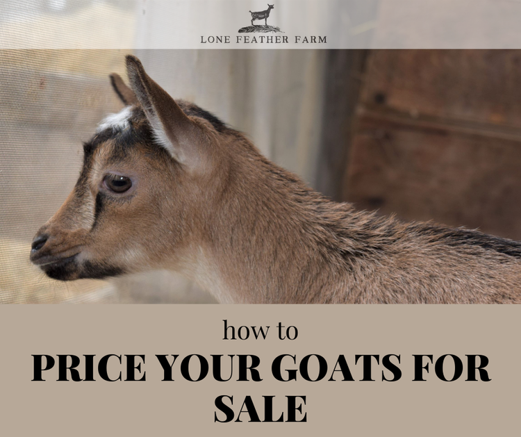 How to Price Your Goats For Sale — Lone Feather Farm