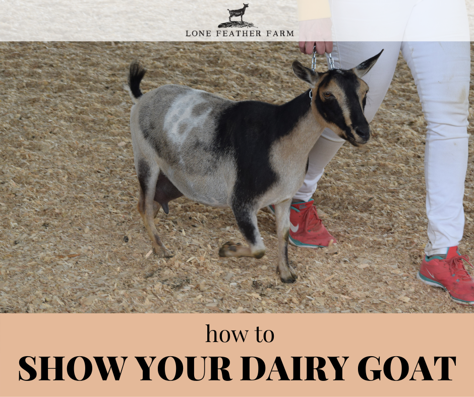 How to Show your Dairy Goat — Lone Feather Farm