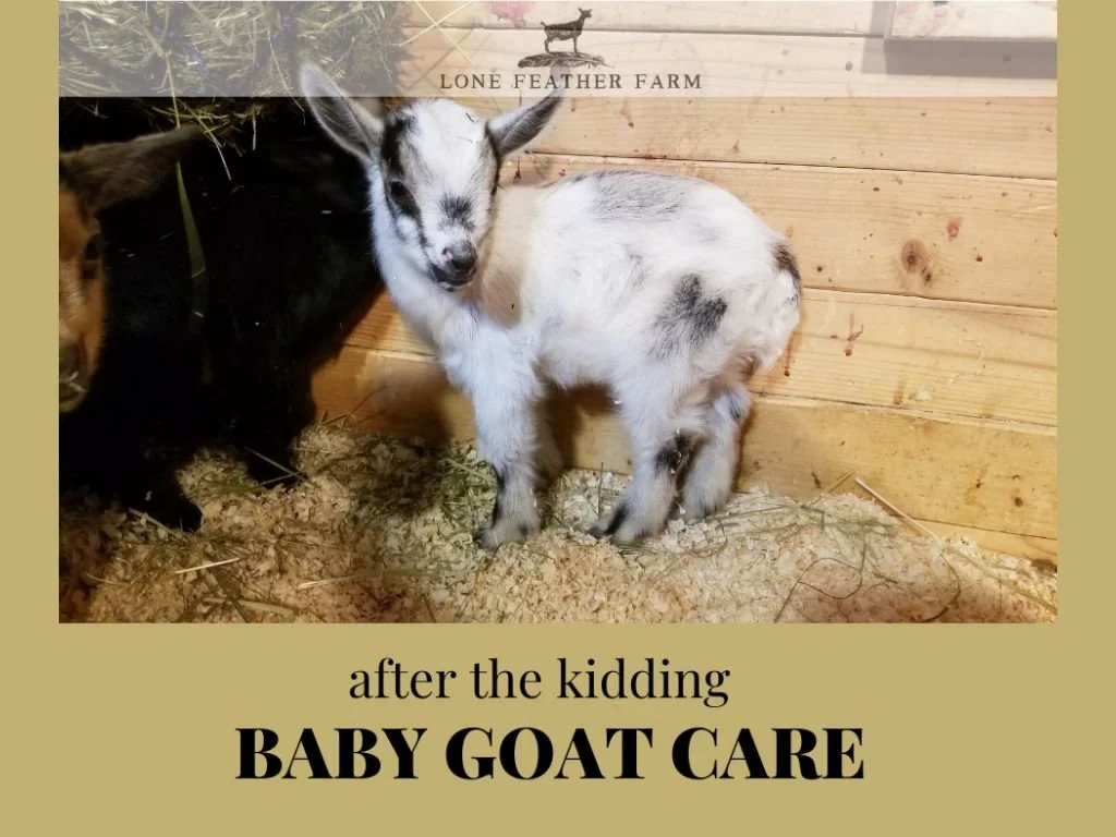 After the Kidding - Baby Goat Care — Lone Feather Farm