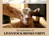 Livestock Biosecurity - Why it Matters — Lone Feather Farm