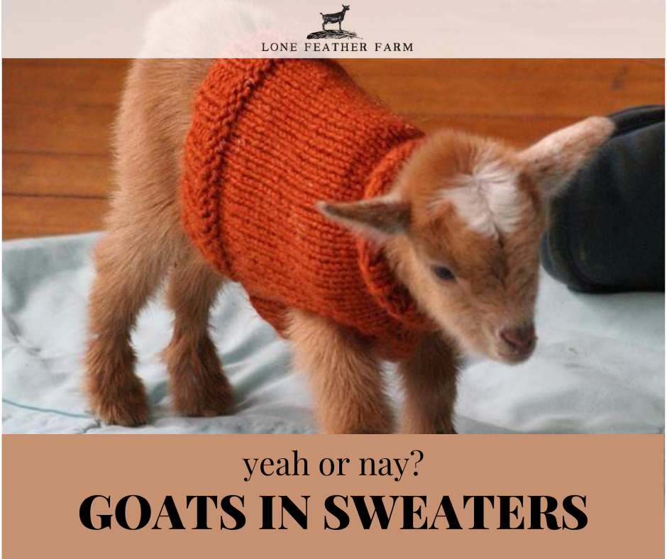 Goats In Sweaters - Yeah or Nay? — Lone Feather Farm
