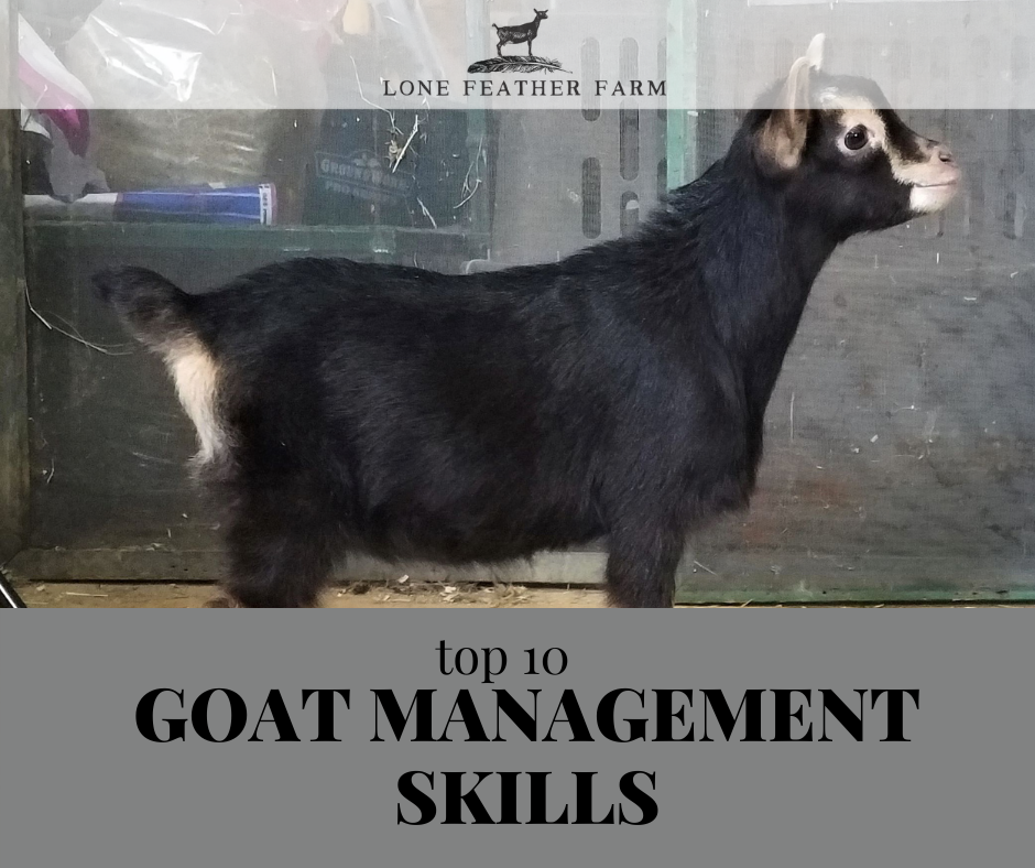 Top Ten Goat Management Skills — Lone Feather Farm