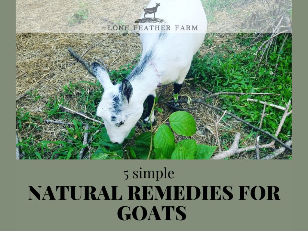 5 Simple Natural Remedies for Goats — Lone Feather Farm