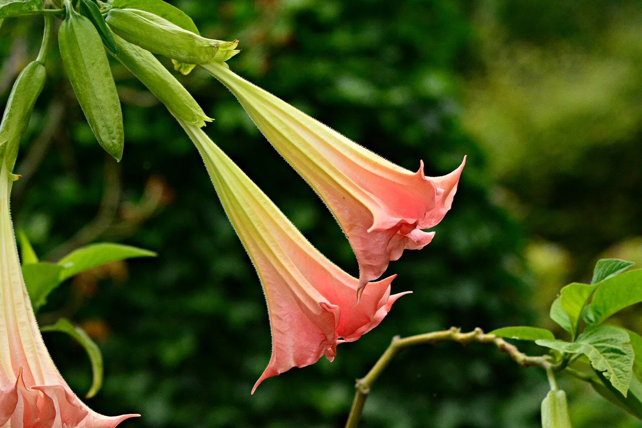 Our Garden & Grounds — The Hemingway Home & Museum