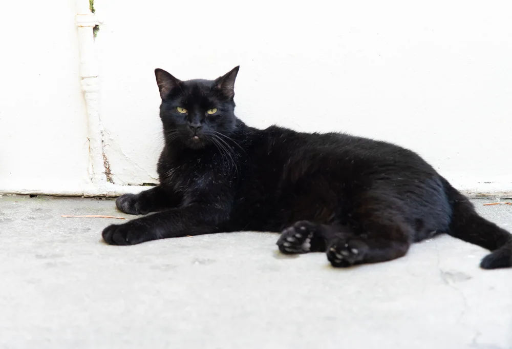 Our Cats — The Hemingway Home & Museum