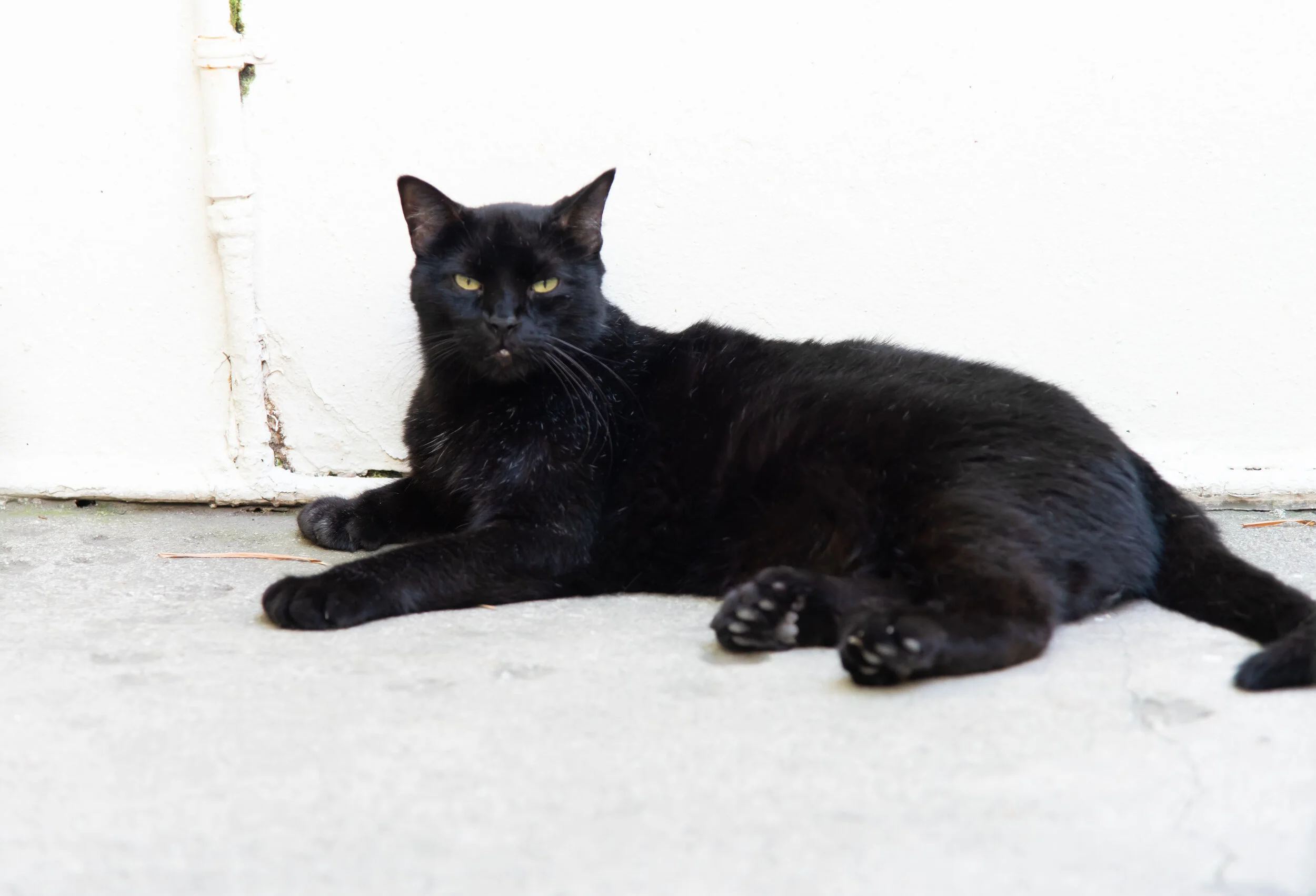 Our Cats — The Hemingway Home & Museum