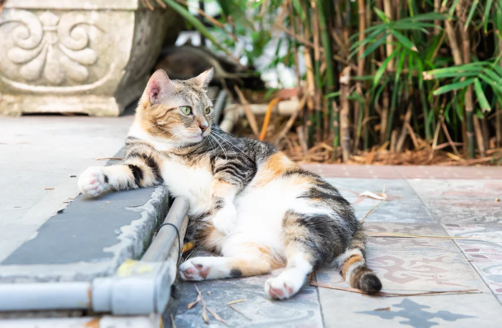 Our Cats — The Hemingway Home & Museum