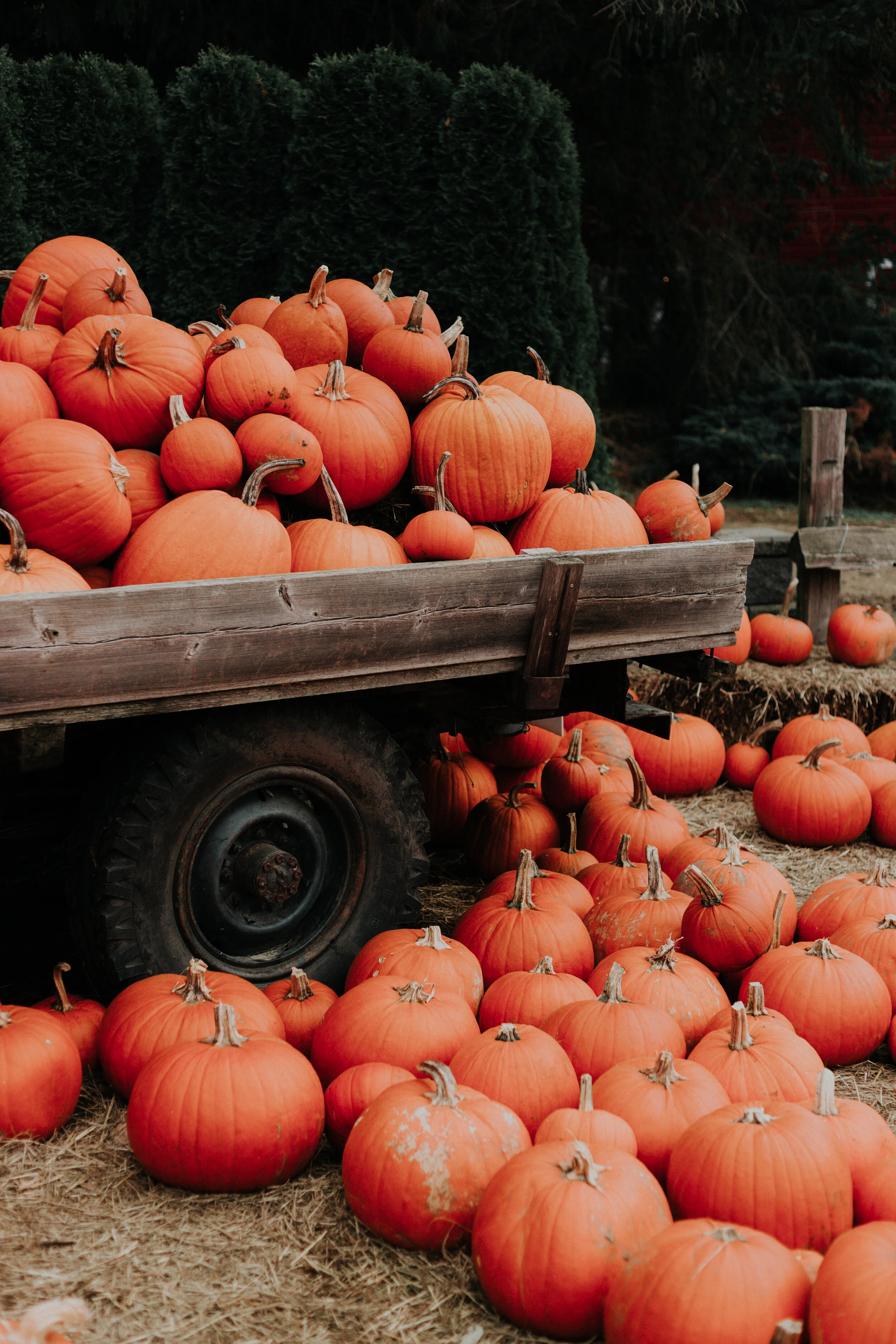 Fallbrook Pumpkin Patch